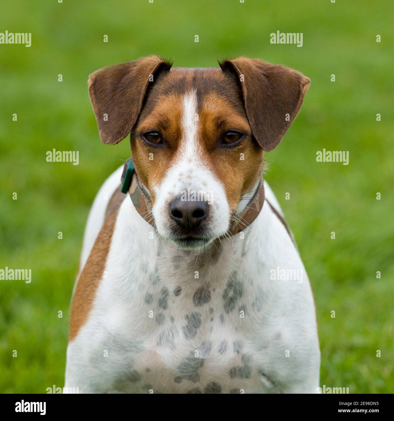 Smooth coated jack russell hi-res stock photography and images - Alamy