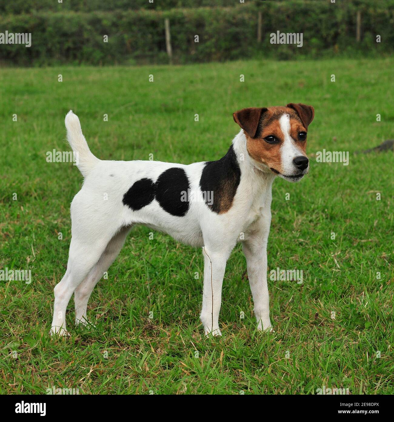 Standard jack hi-res stock photography and images - Alamy
