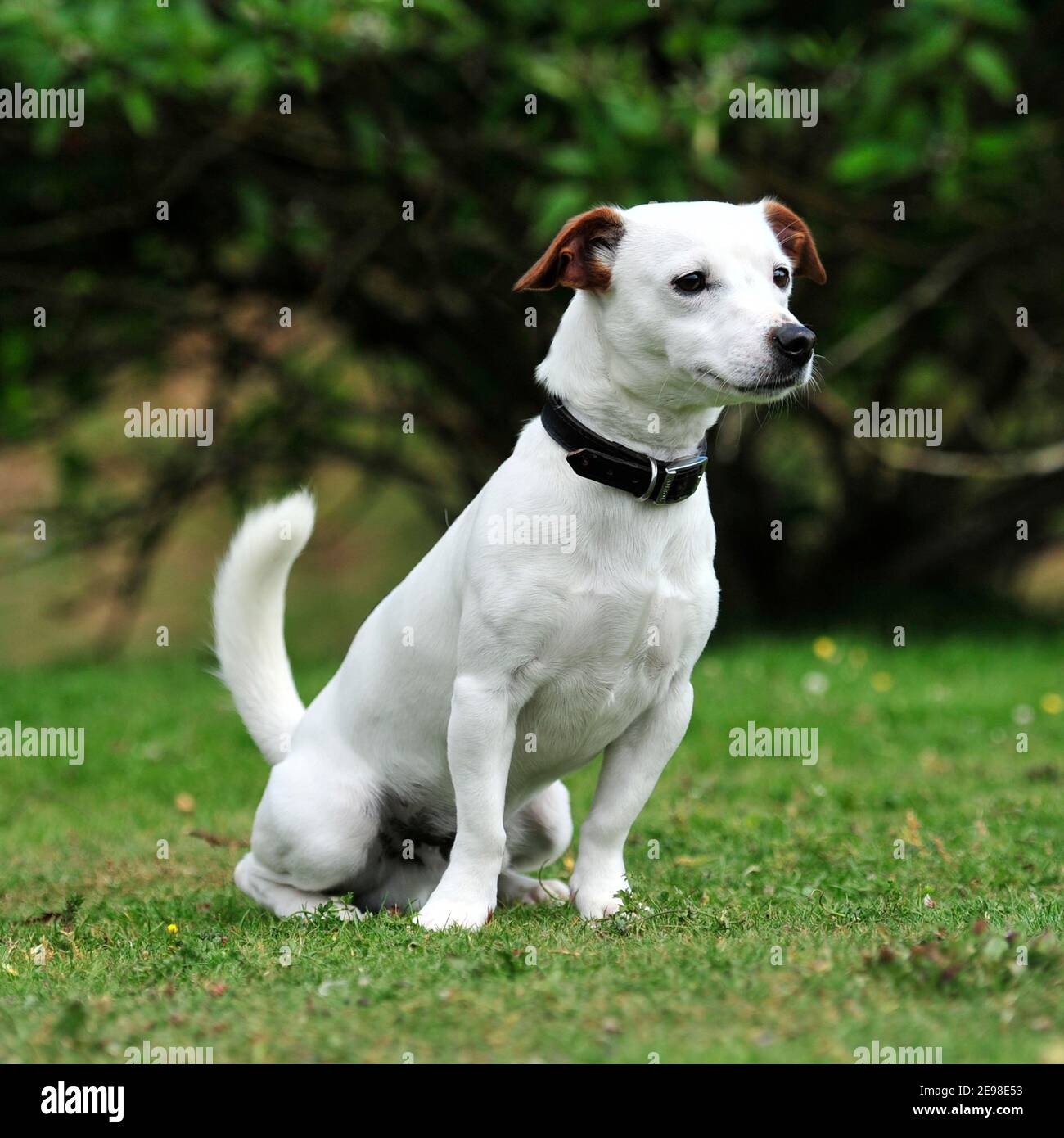 Smooth coated jack russell hi-res stock photography and images - Alamy