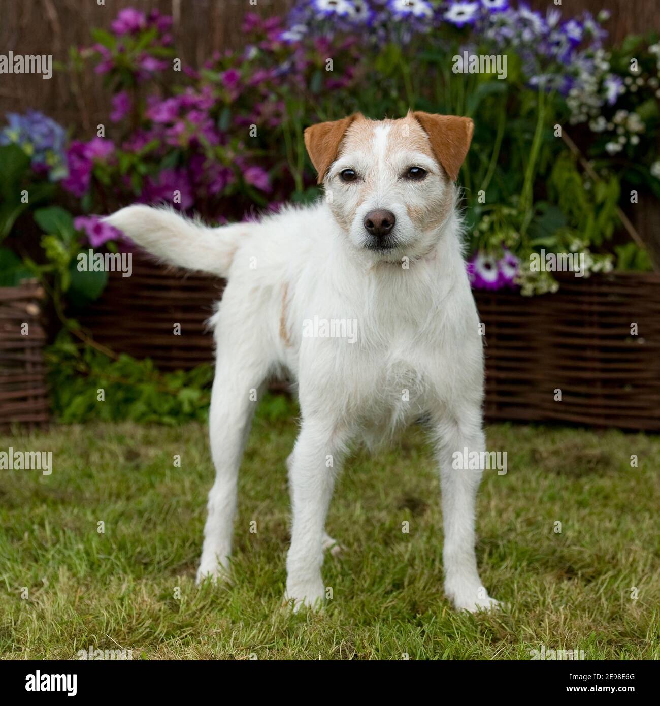 Scruffy jack russell hi-res stock photography and images - Alamy