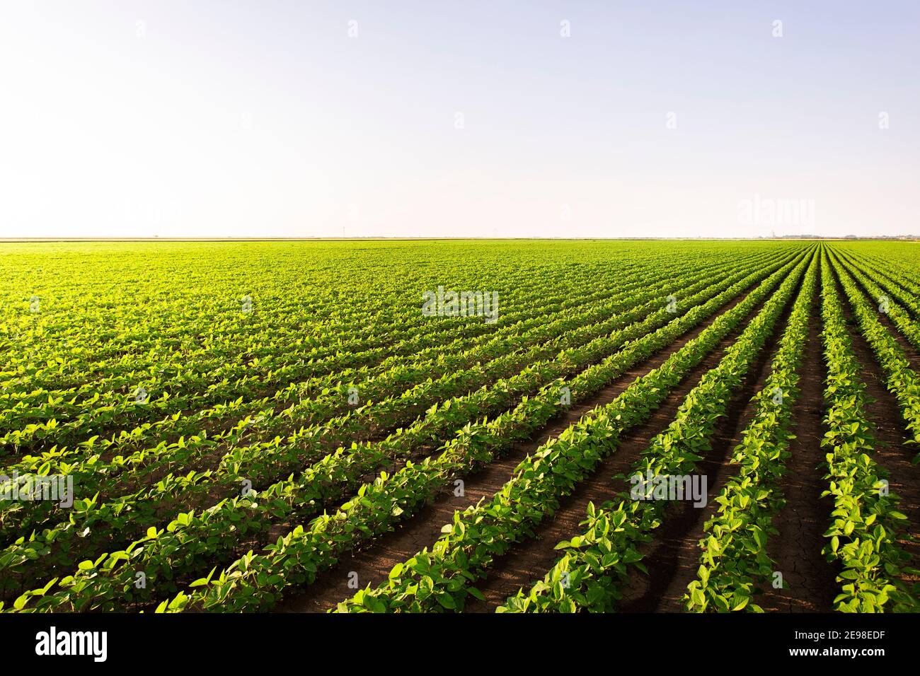 Open soybean field at sunset.Soybean field Stock Photo - Alamy