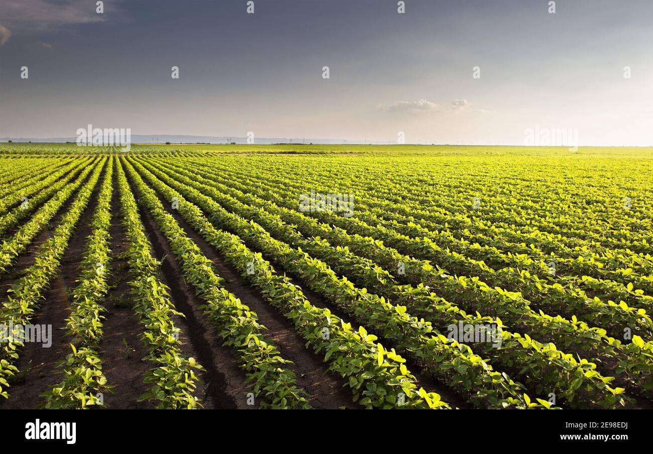 Open soybean field at sunset.Soybean field Stock Photo - Alamy