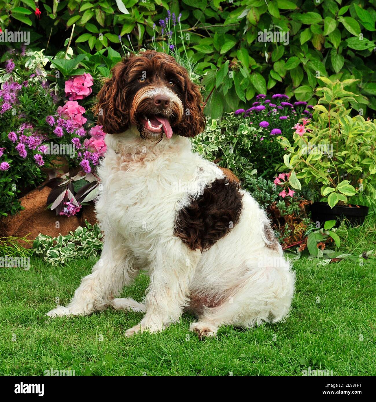 Labradoodle side view hi-res stock photography and images - Alamy