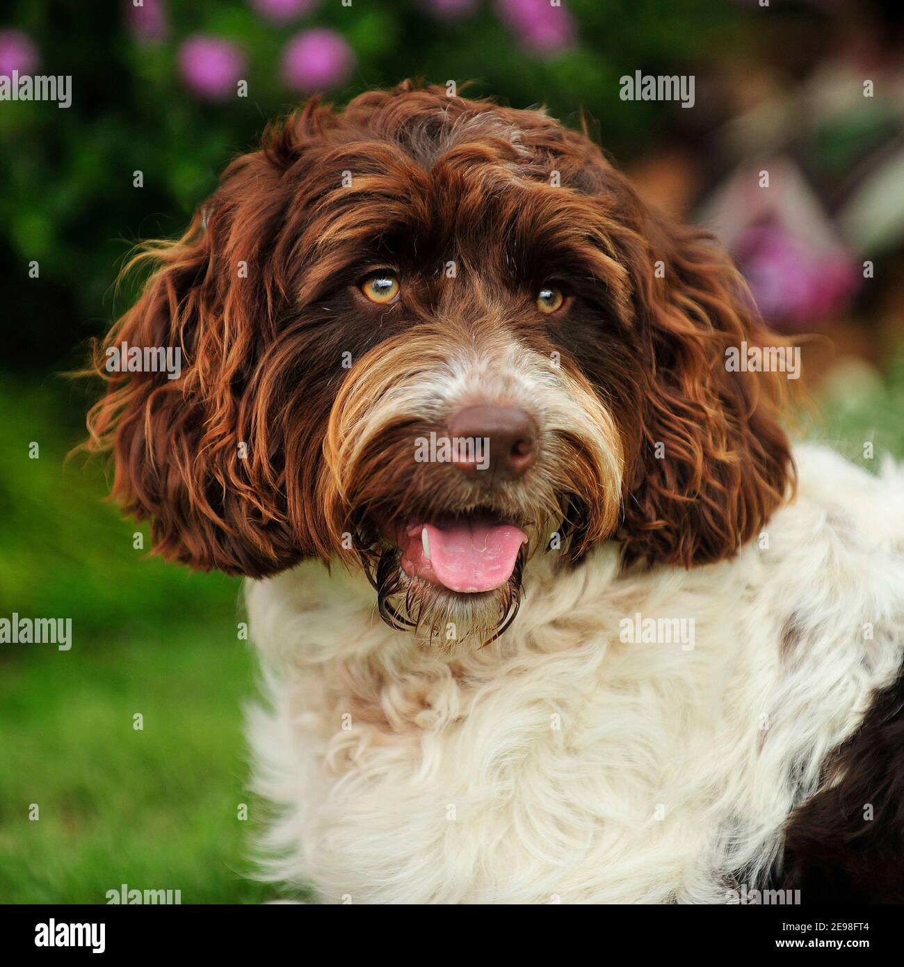 Labradoodle side view hi-res stock photography and images - Alamy