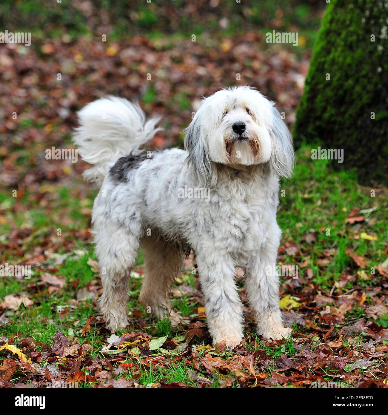 Labradoodle side view hi-res stock photography and images - Alamy