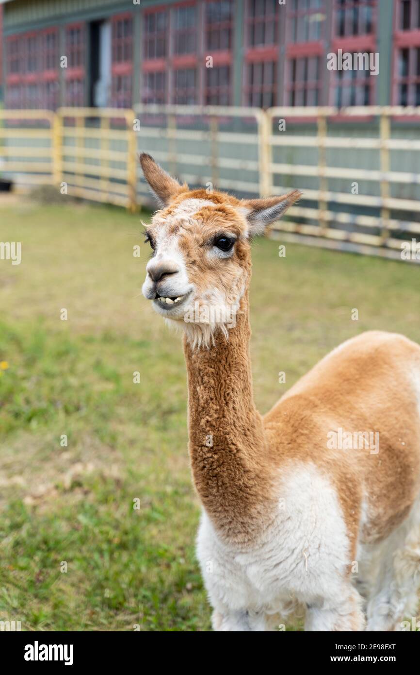 Photo of funny Alpaca at the Canadian Food and Agriculture museum, with ...
