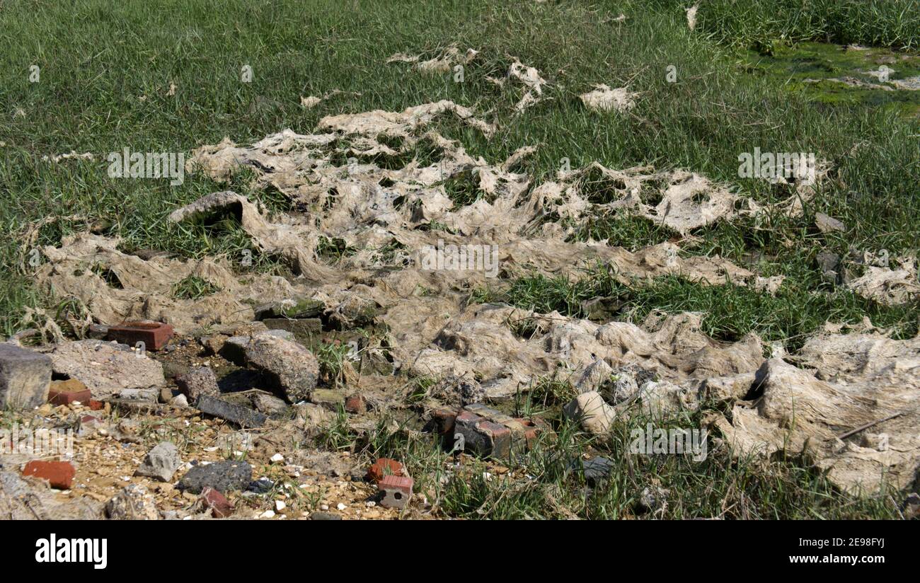 Old dried seaweed scum Stock Photo - Alamy