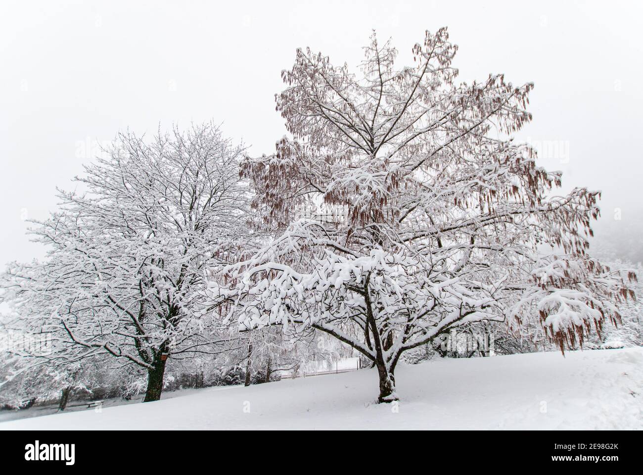Snow-covered trees in a snowy park in cloudy weather in January Stock ...