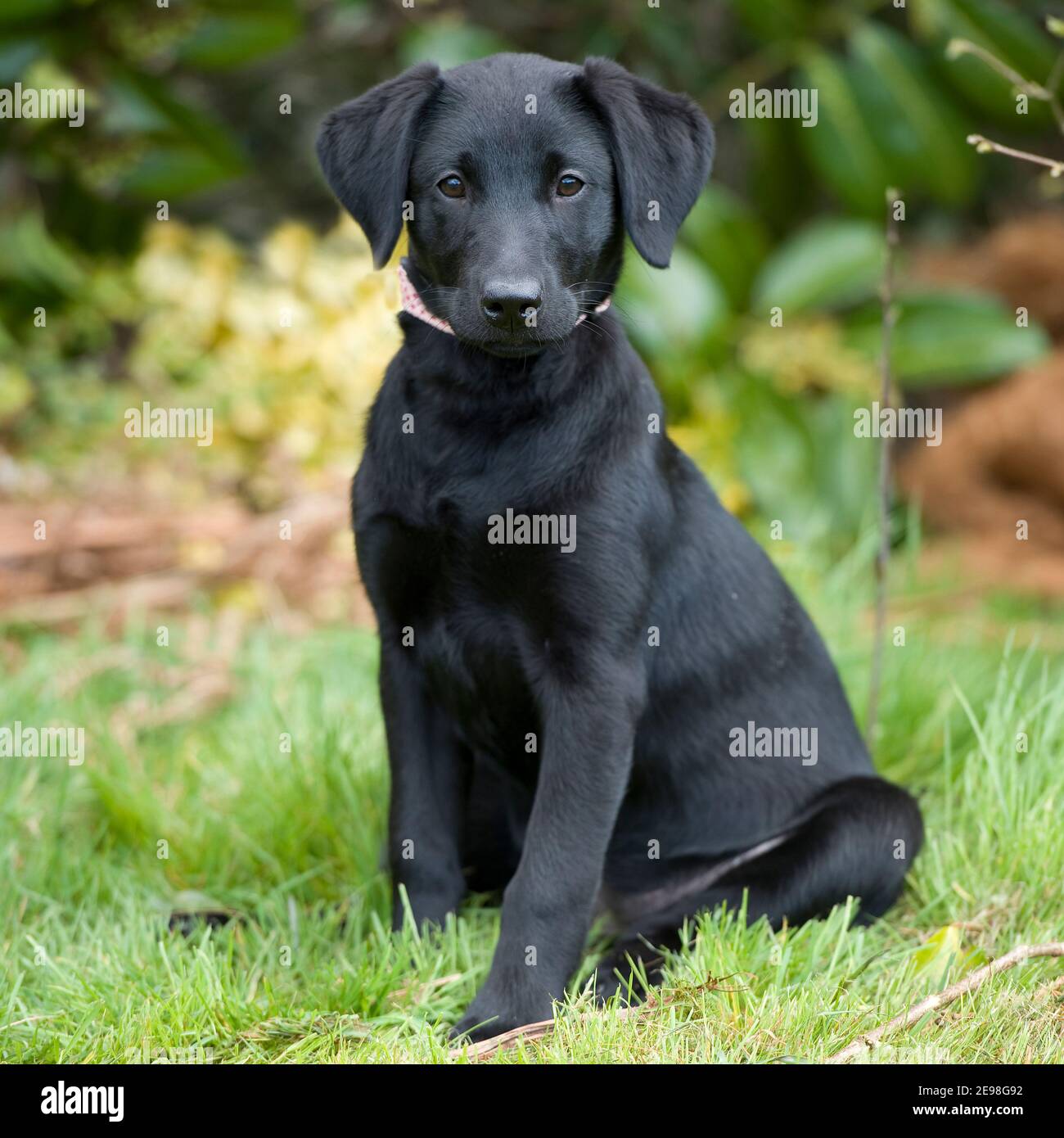 black labrador retriever dog Stock Photo - Alamy
