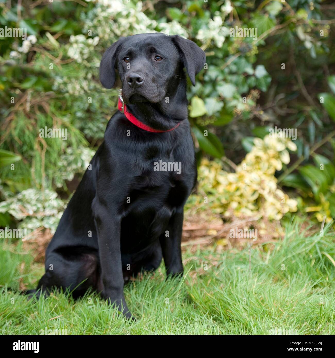 Black Labrador Head High Resolution Stock Photography and Images - Alamy