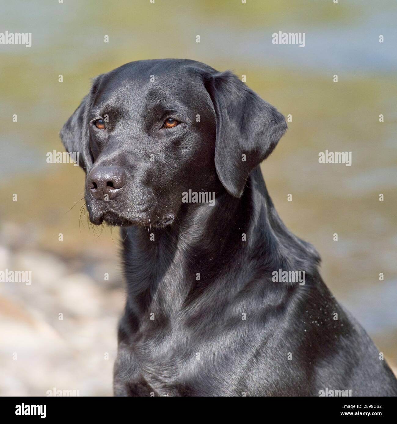 Labrador Side Profile High Resolution Stock Photography and Images - Alamy