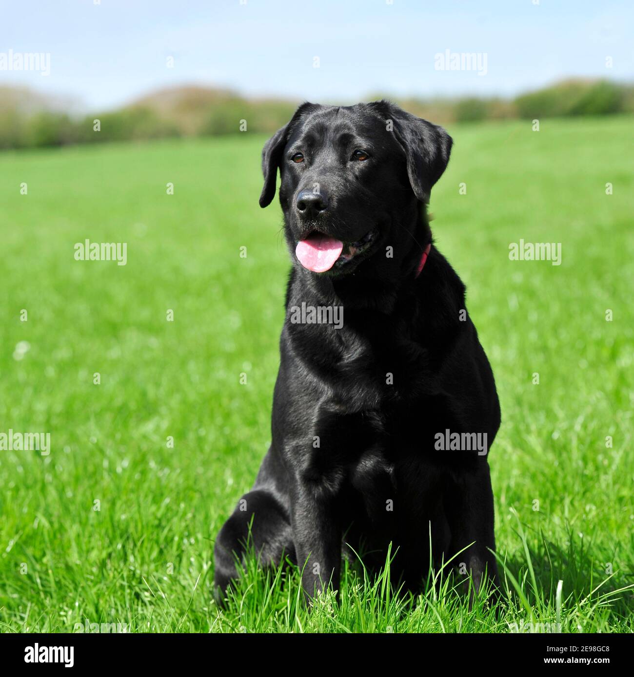 Labrador retriever black side profile hi-res stock photography and ...