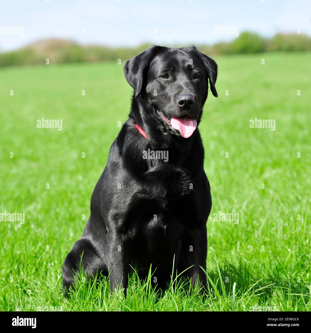 Labrador retriever black side profile hi-res stock photography and ...