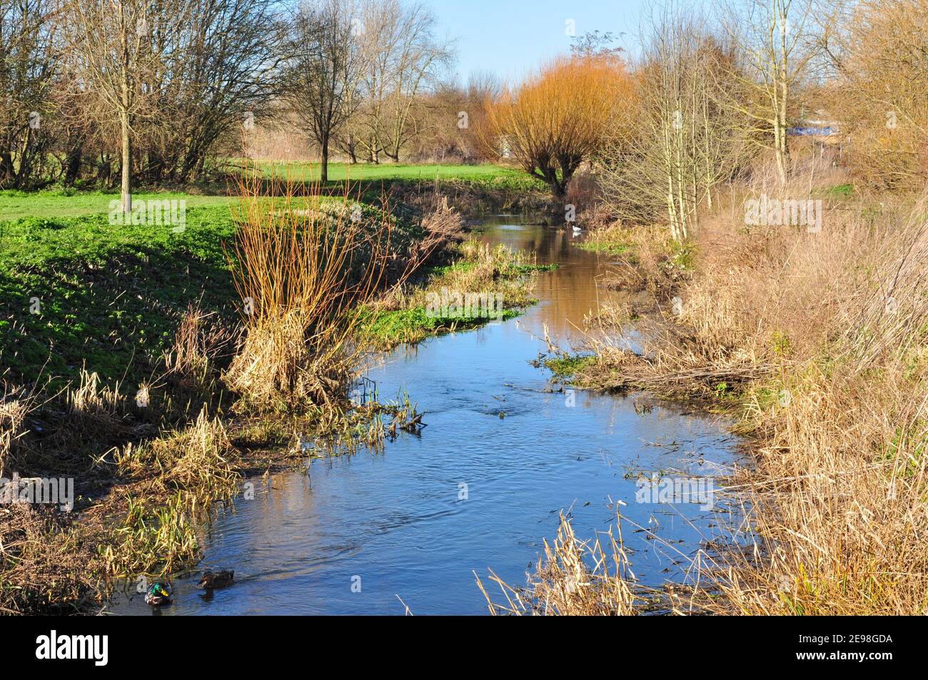 River Purwell, a tradirional chalk stream, alongside Walsworth Common ...