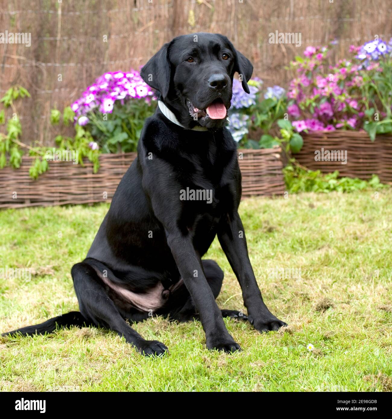 Labrador retriever black side profile hi-res stock photography and ...