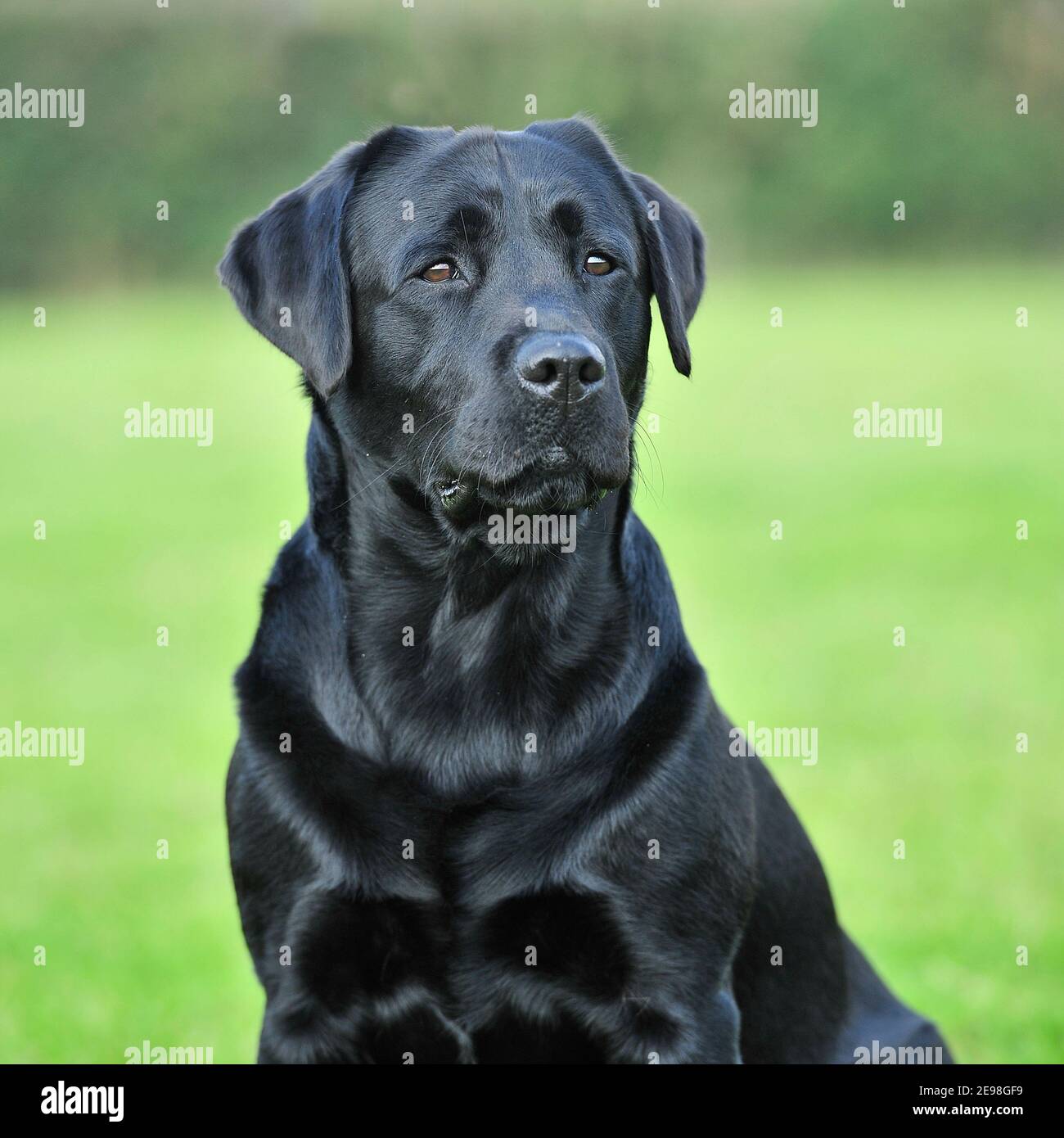 Black Labrador Retriever Portrait High Resolution Stock Photography and ...