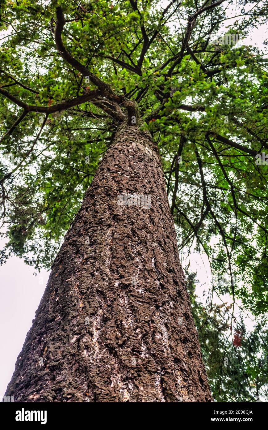 Pine tree cortex texture. Tree bole and foliage on overcast sky ...