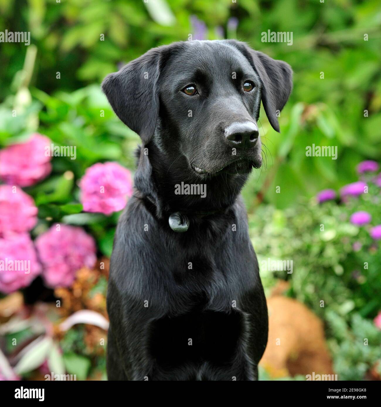 Labrador retriever black side profile hi-res stock photography and ...
