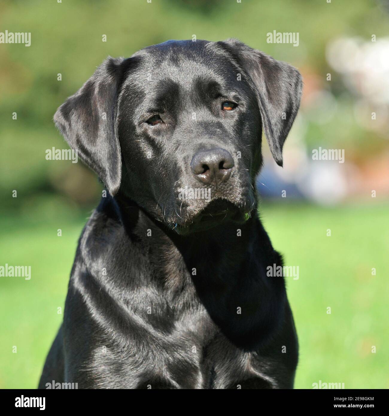 Fat labrador hi-res stock photography and images - Alamy