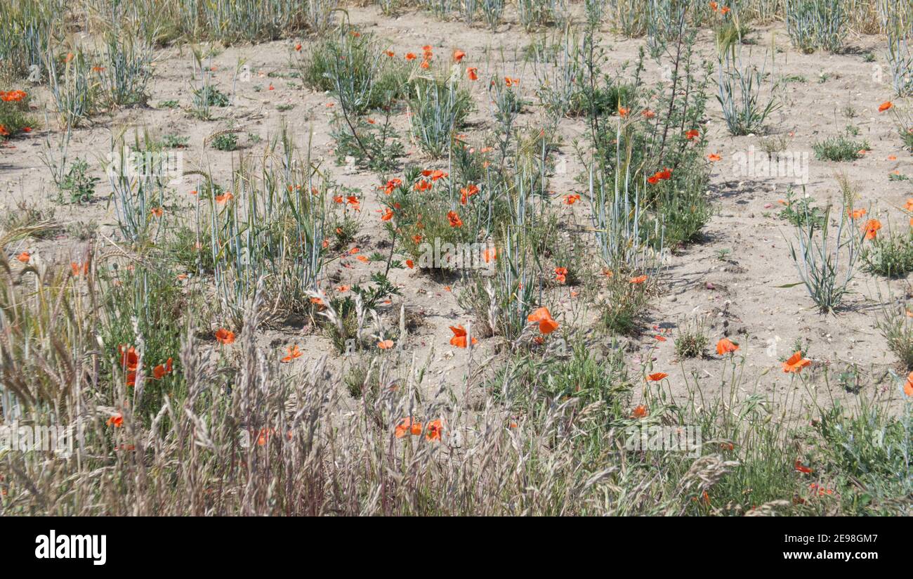 Red poppies growing on the edge of a field of wheat Stock Photo - Alamy