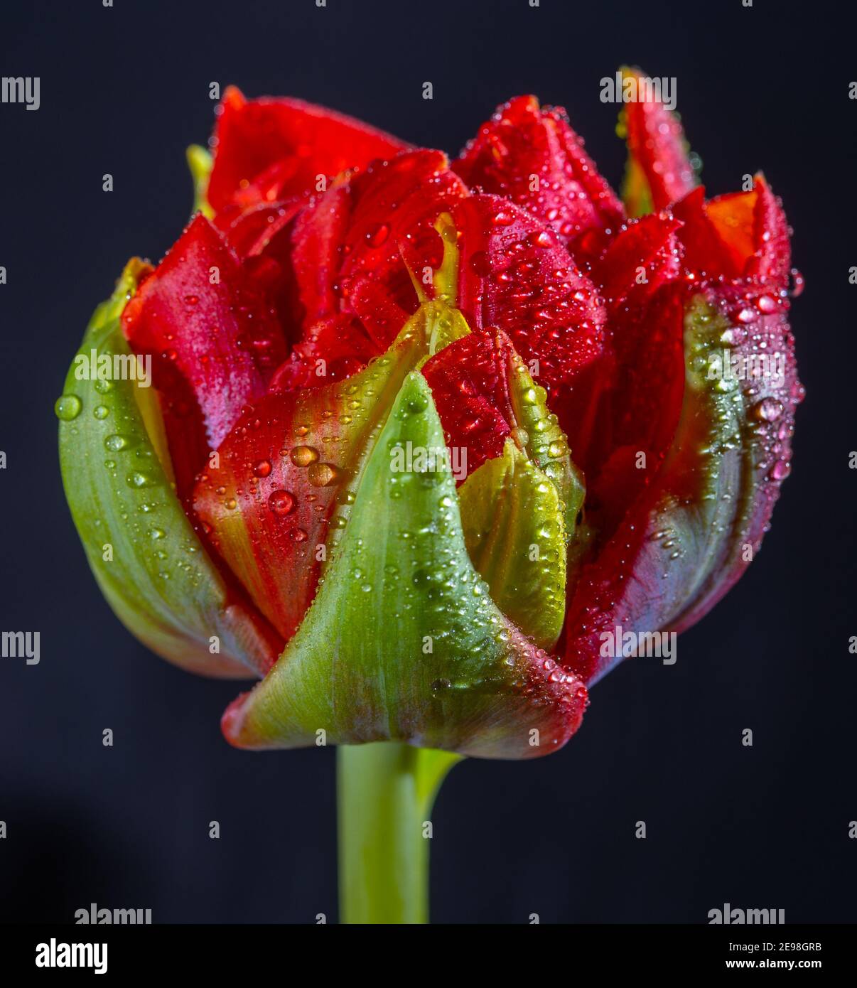 Big red double dutch tulip flower with waterdrops close up on black ...