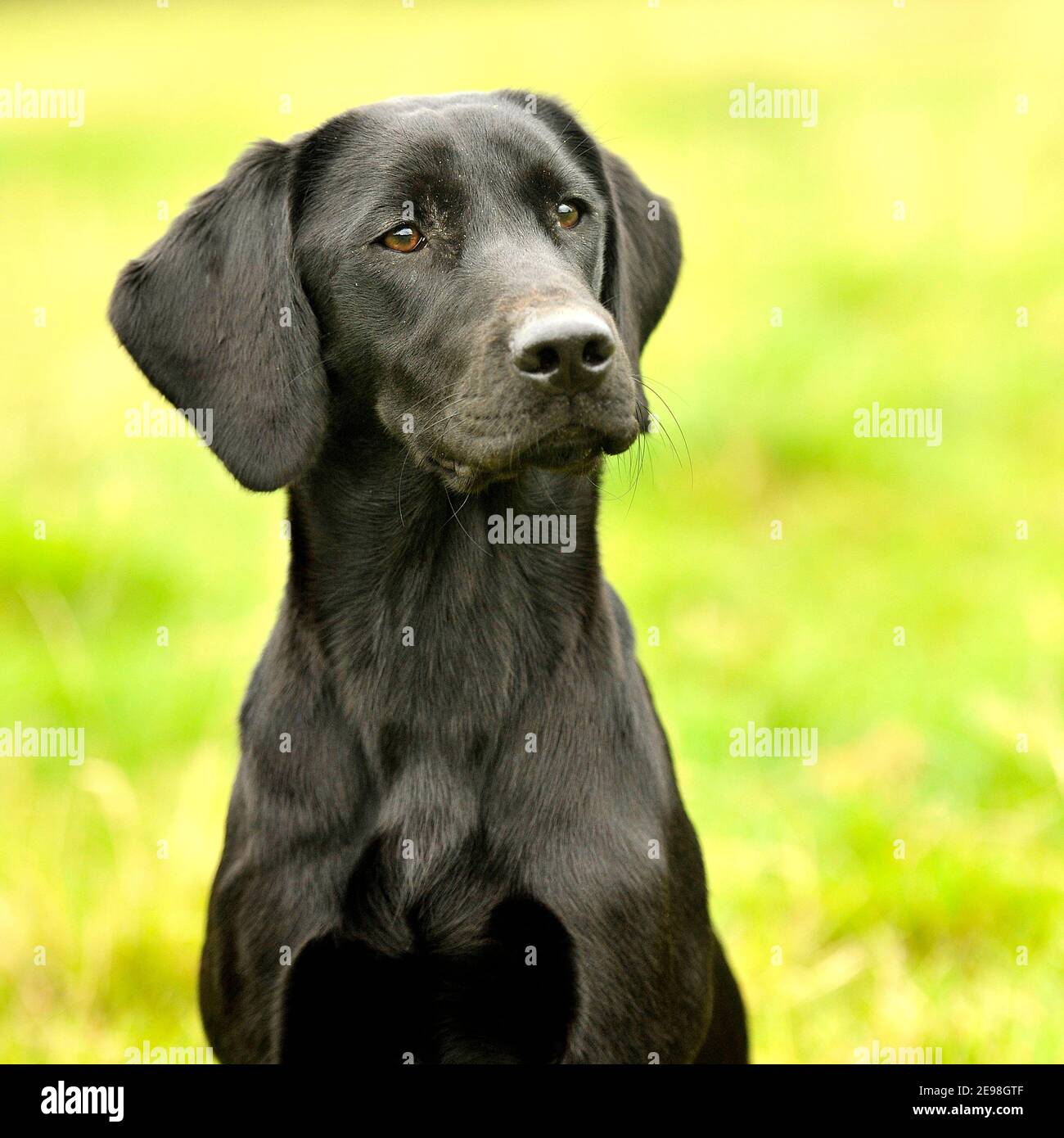 black labrador retriever dog Stock Photo - Alamy