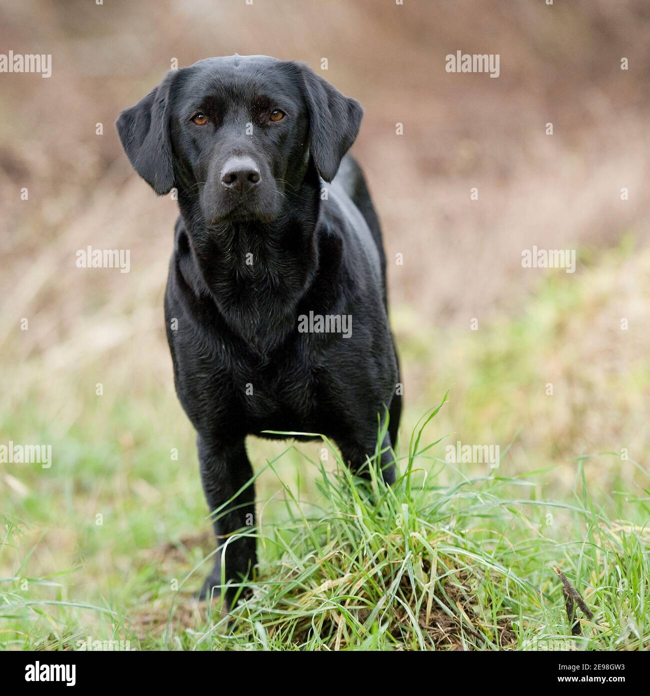 black labrador retriever dog Stock Photo - Alamy