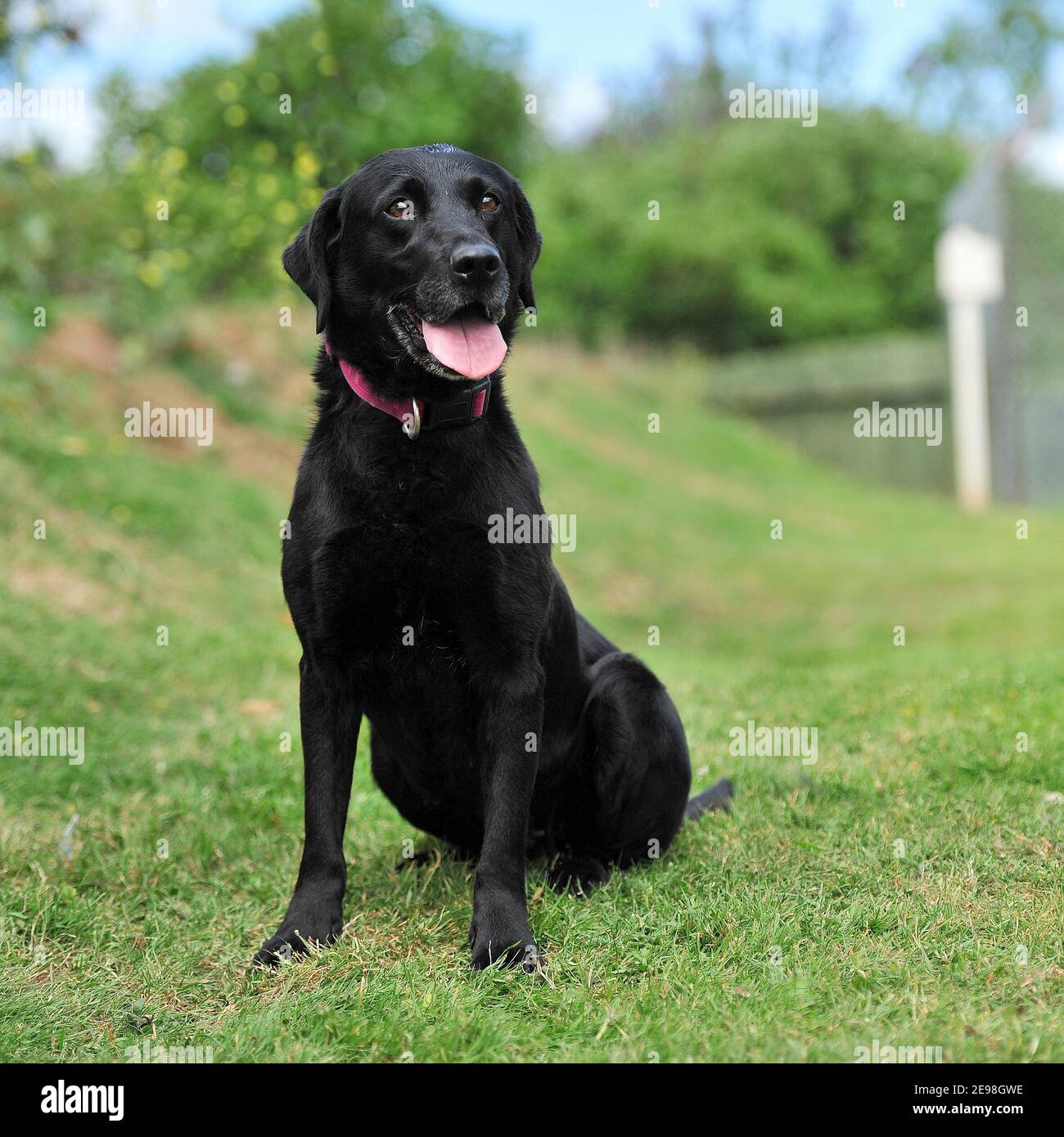 black labrador retriever dog Stock Photo - Alamy