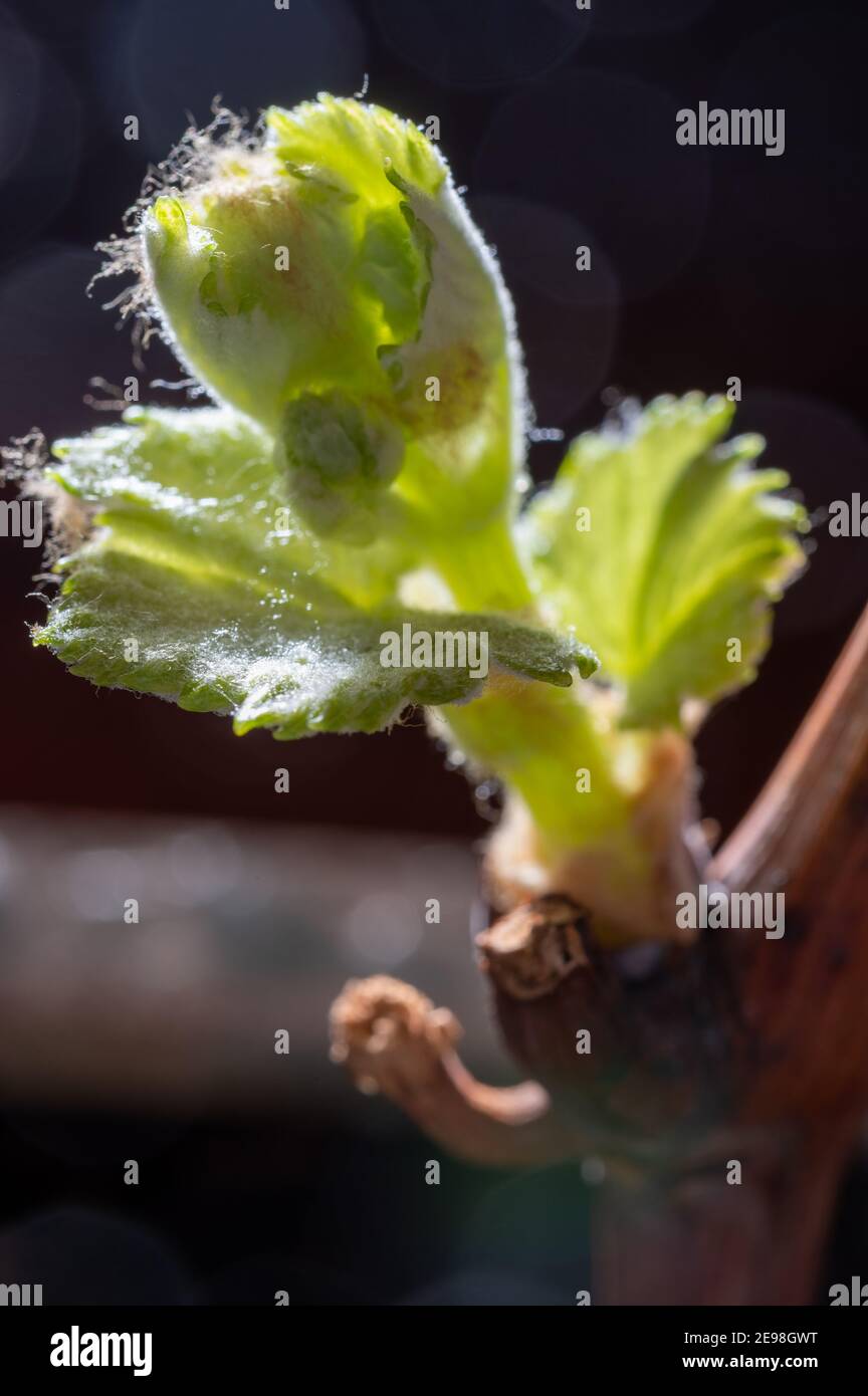 Botanical collection, reproduction of vine cuttings, young green shoot ...