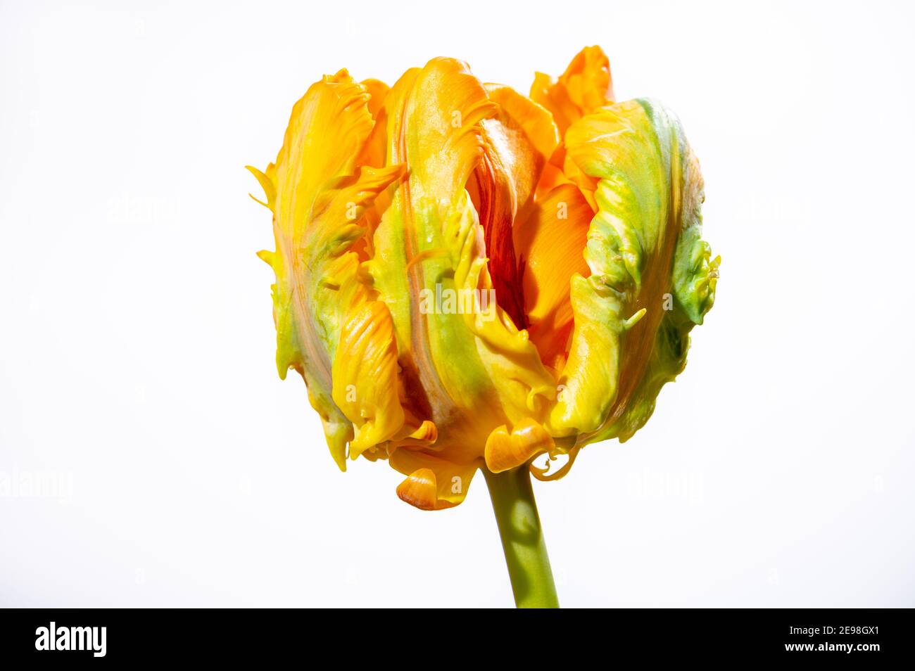 Colorful big dutch parrot tulip flower close up on white background ...