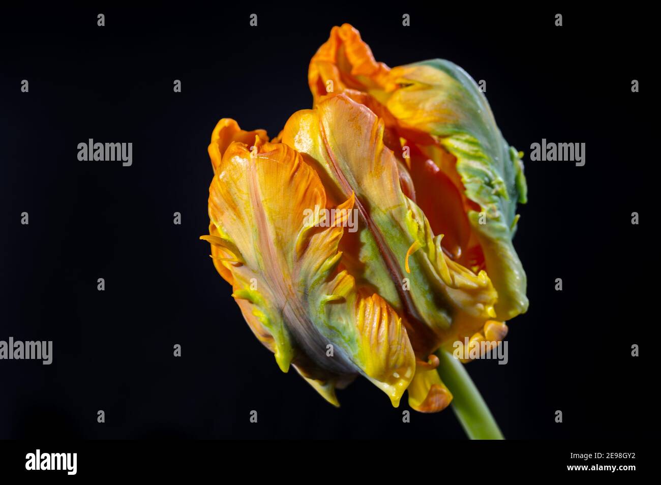Colorful big dutch parrot tulip flower close up on black background ...