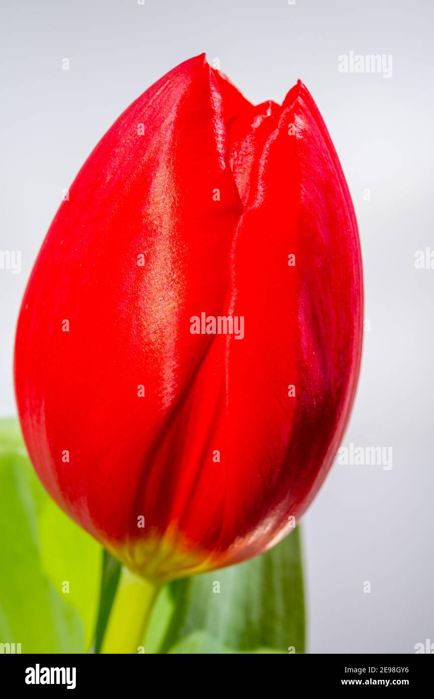 Big red dutch escape tulip flower close up on white background Stock ...