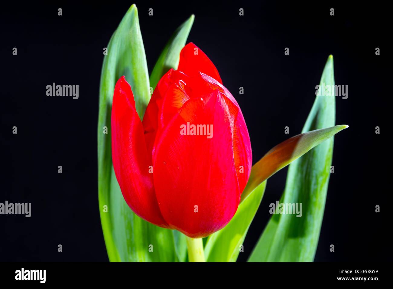 Big red dutch escape tulip flower close up on black background Stock ...