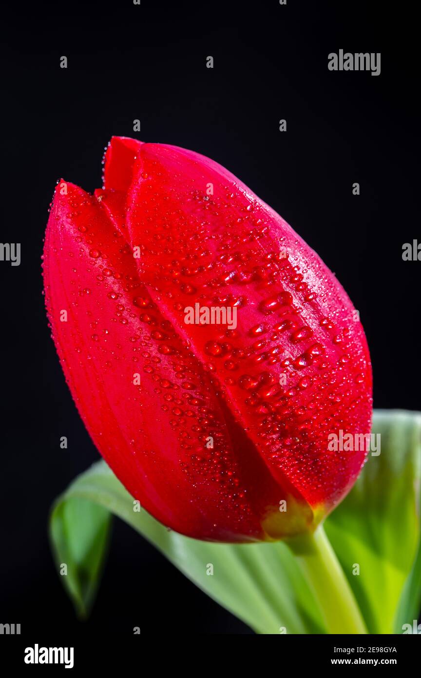 Big red dutch escape tulip flower close up on black background Stock ...