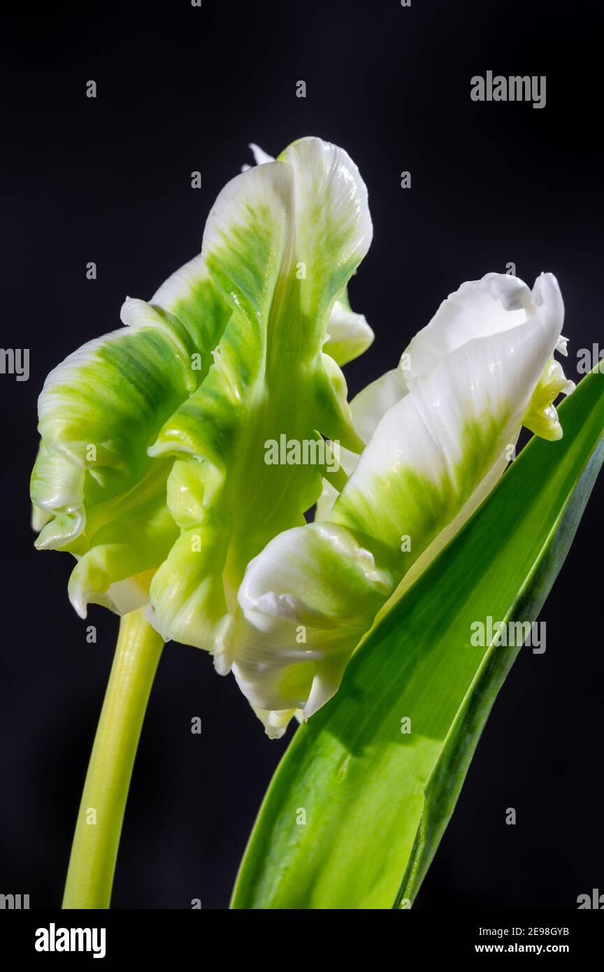 Colorful big dutch super parrot tulip flower close up on black ...