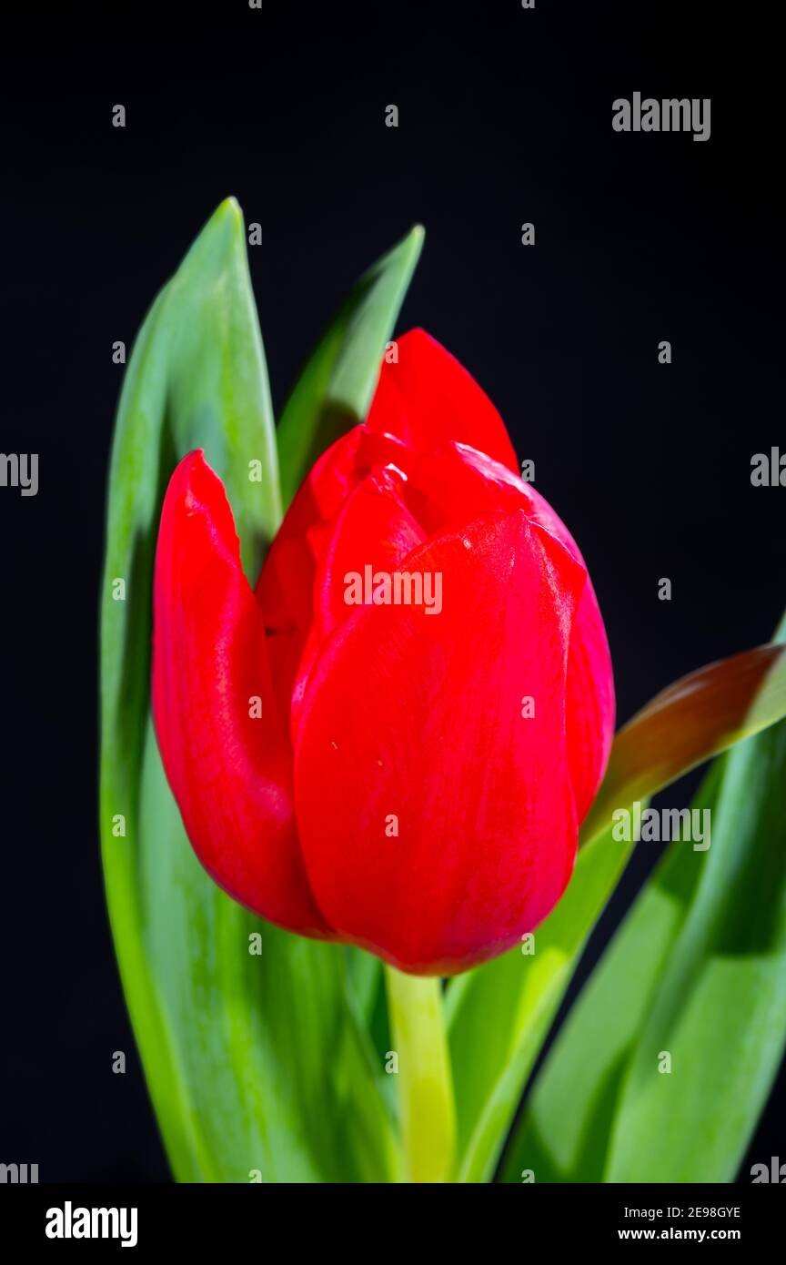 Big red dutch escape tulip flower close up on black background Stock ...