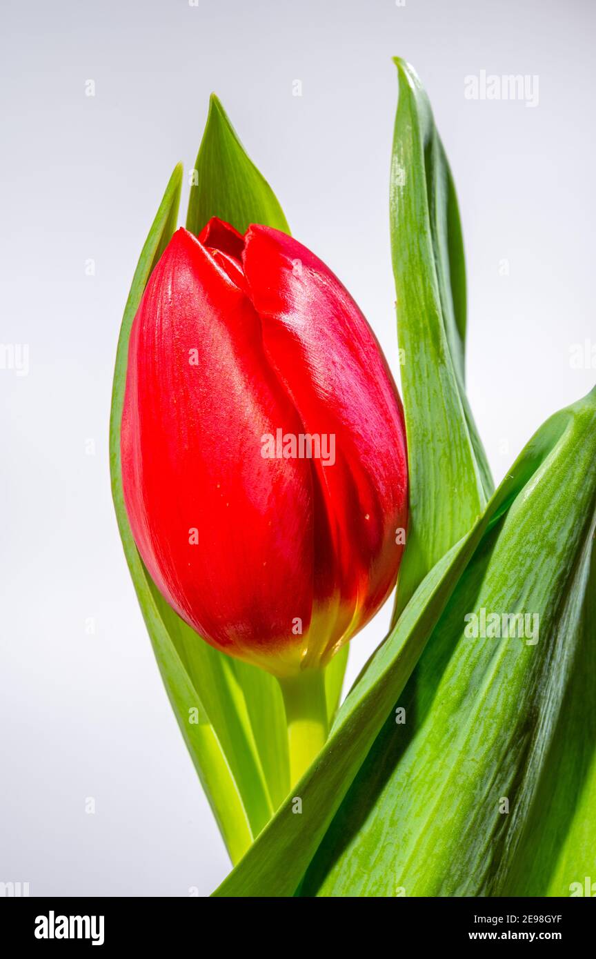 Big red dutch escape tulip flower close up on white background Stock ...