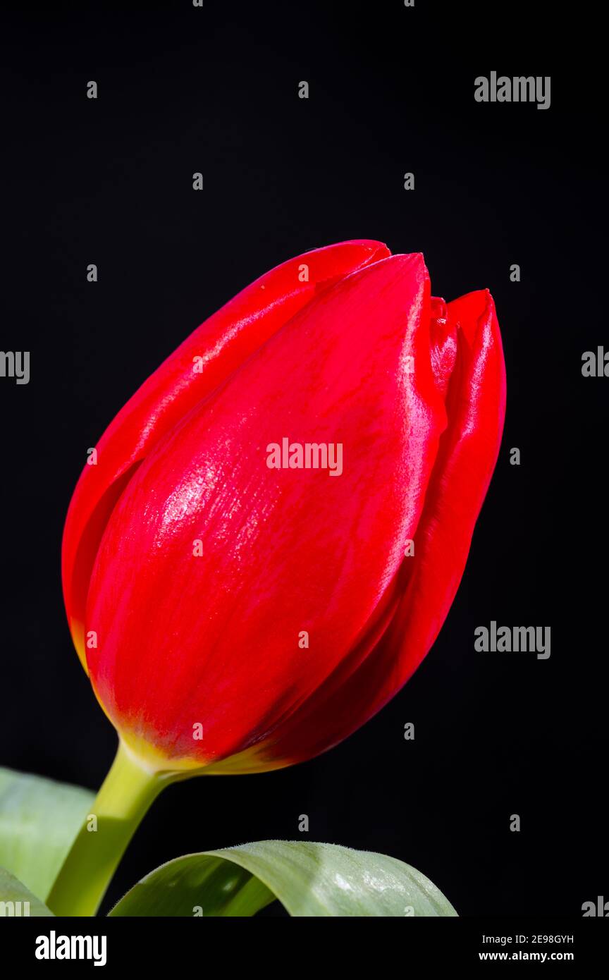 Big red dutch escape tulip flower close up on black background Stock ...