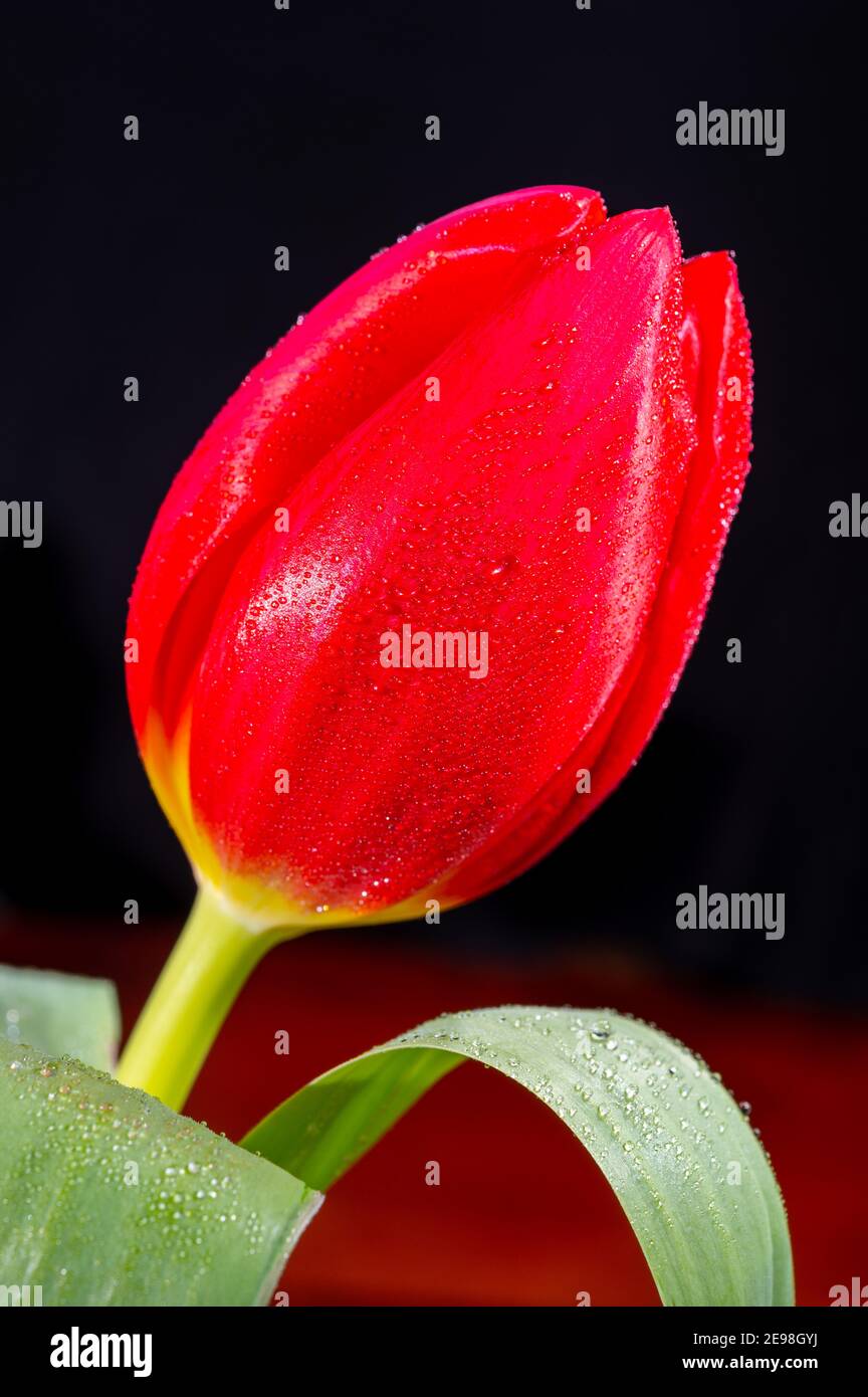 Big red dutch escape tulip flower close up on black background Stock ...