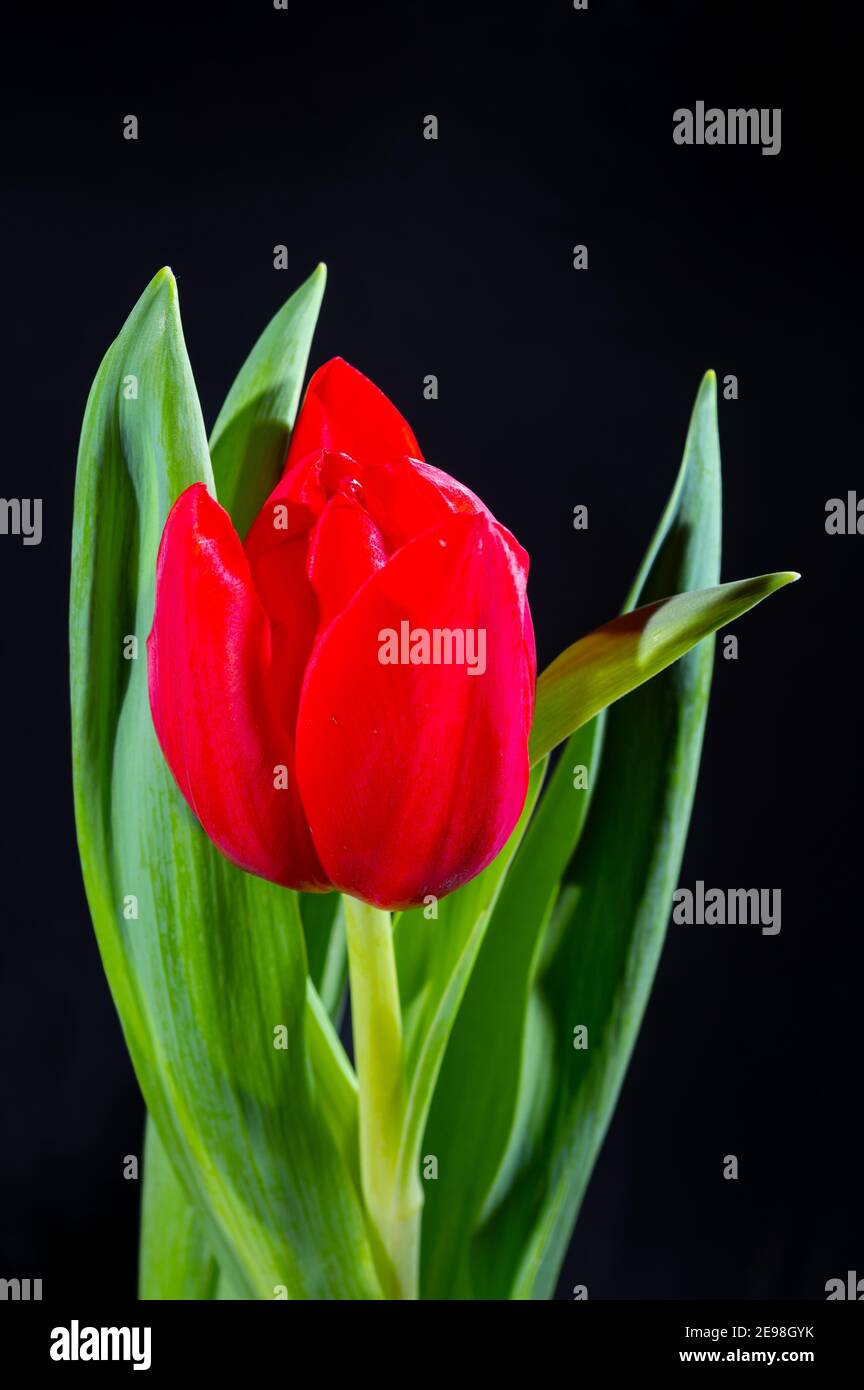 Big red dutch escape tulip flower close up on black background Stock ...