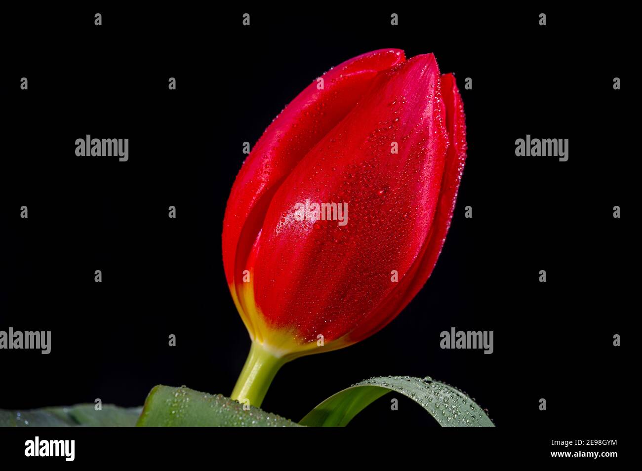 Big red dutch escape tulip flower close up on black background Stock ...