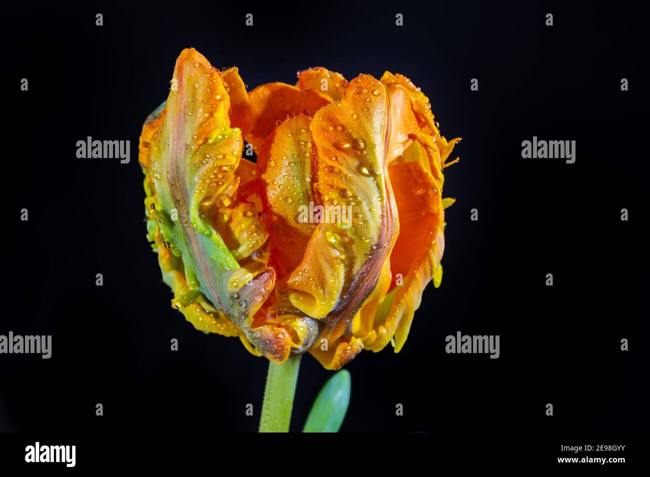 Colorful big dutch parrot tulip flower close up on black background ...