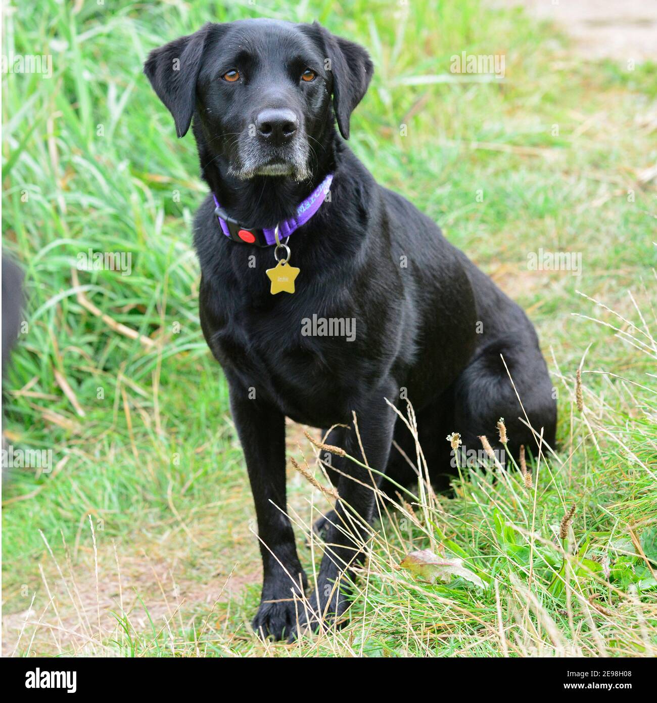 Labrador Retriever Black Side Profile High Resolution Stock Photography ...