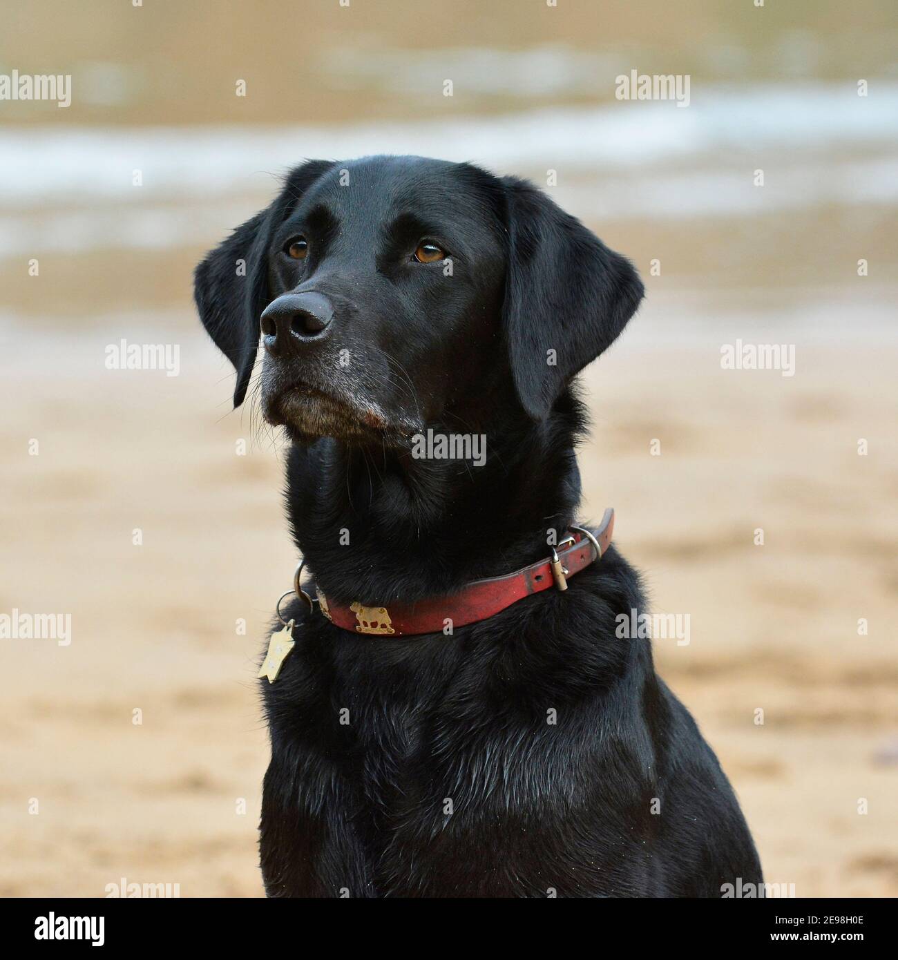 Labrador Retriever Black Side Profile High Resolution Stock Photography ...