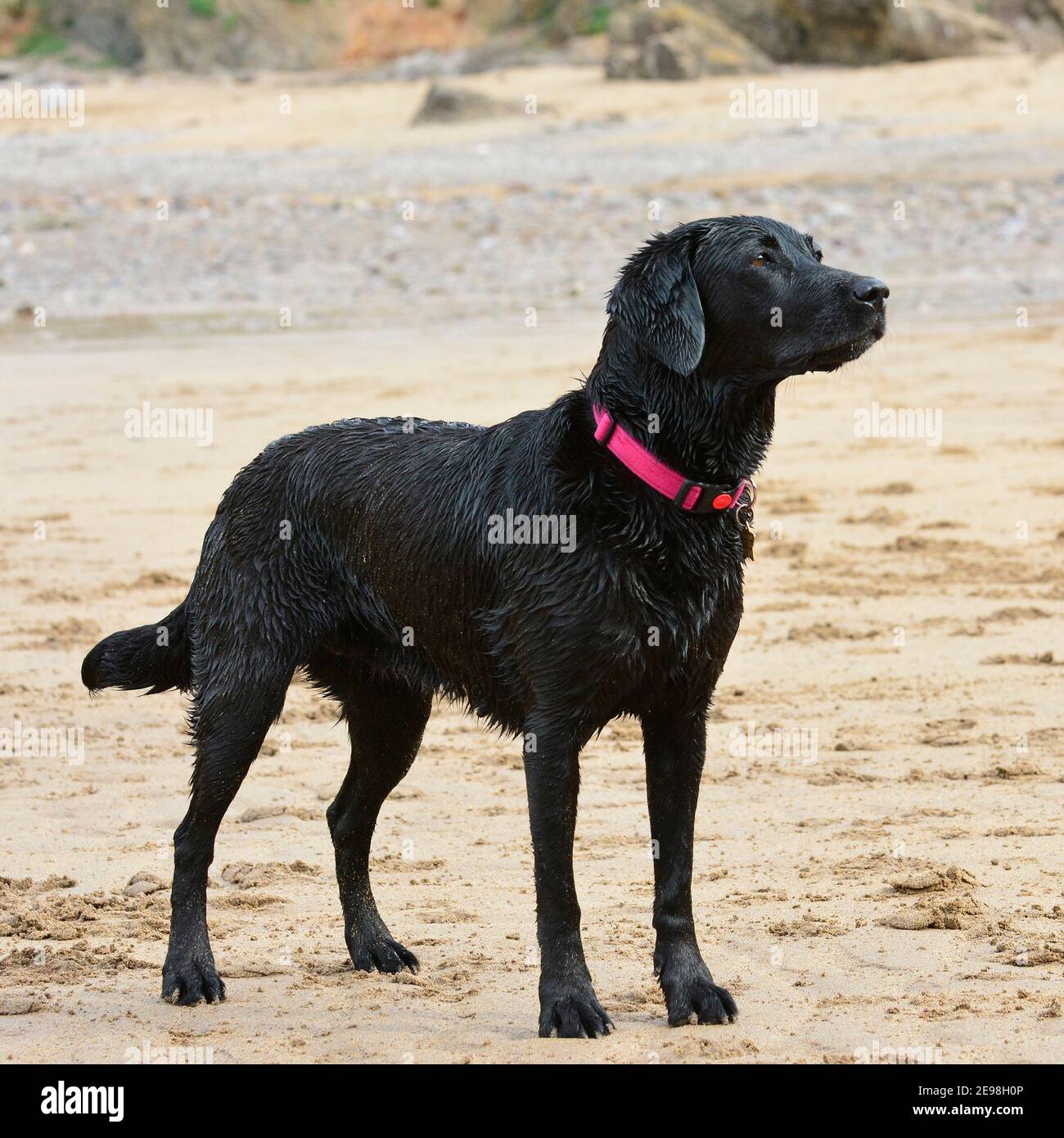 Labrador retriever black side profile hi-res stock photography and ...
