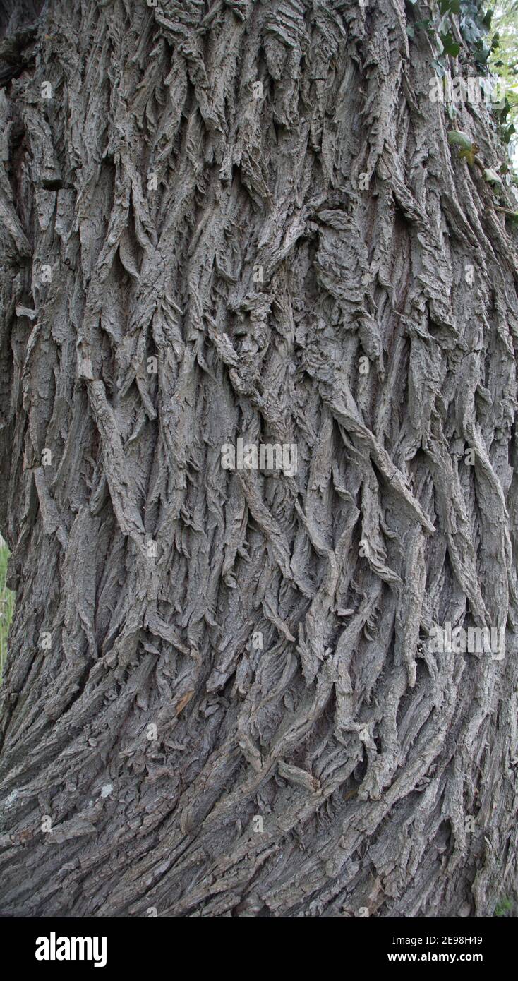 Curved tree bark hi-res stock photography and images - Alamy