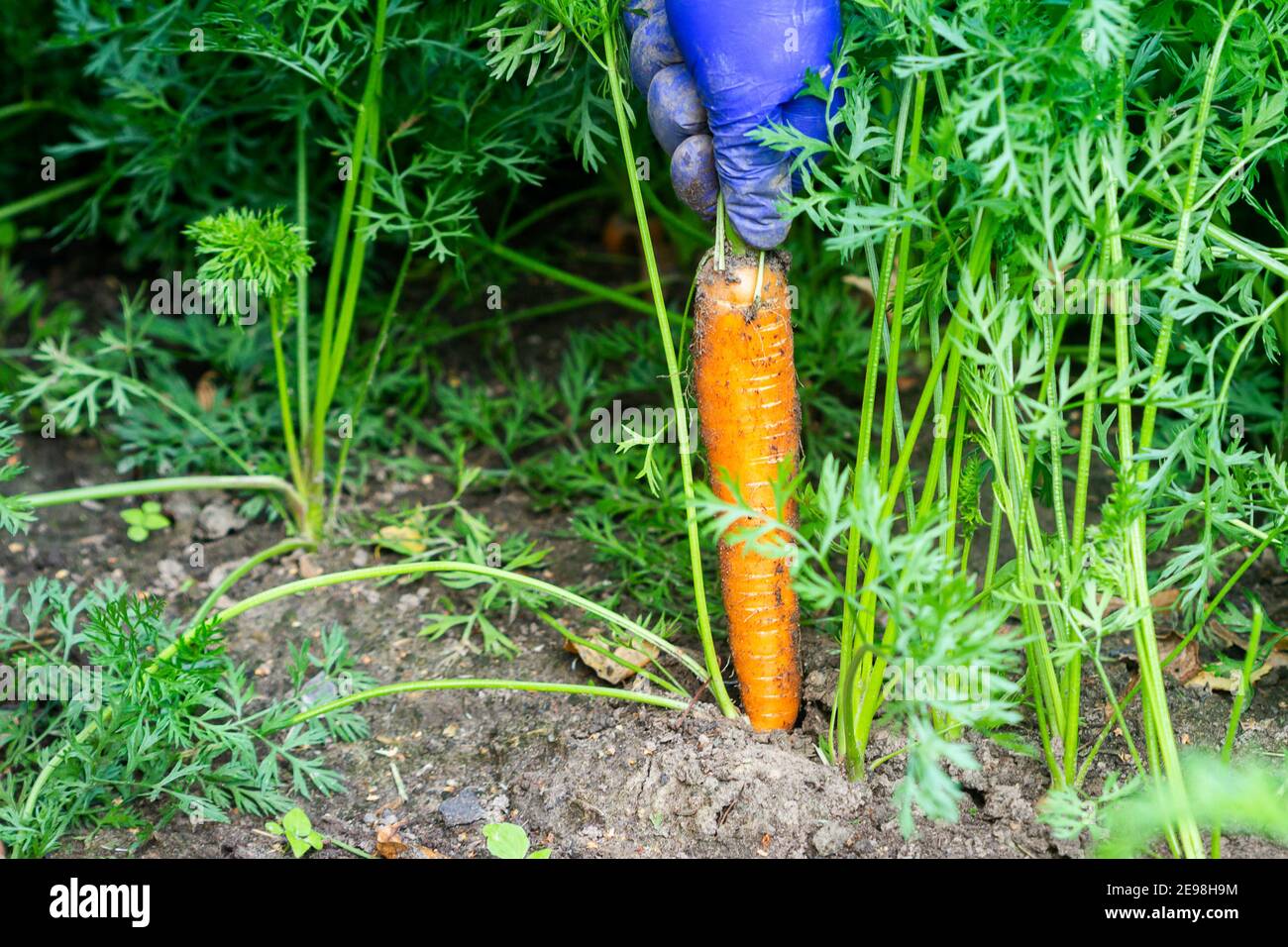 Fresh carrot harvest. Hand in gloves pulling carrots from the ground ...