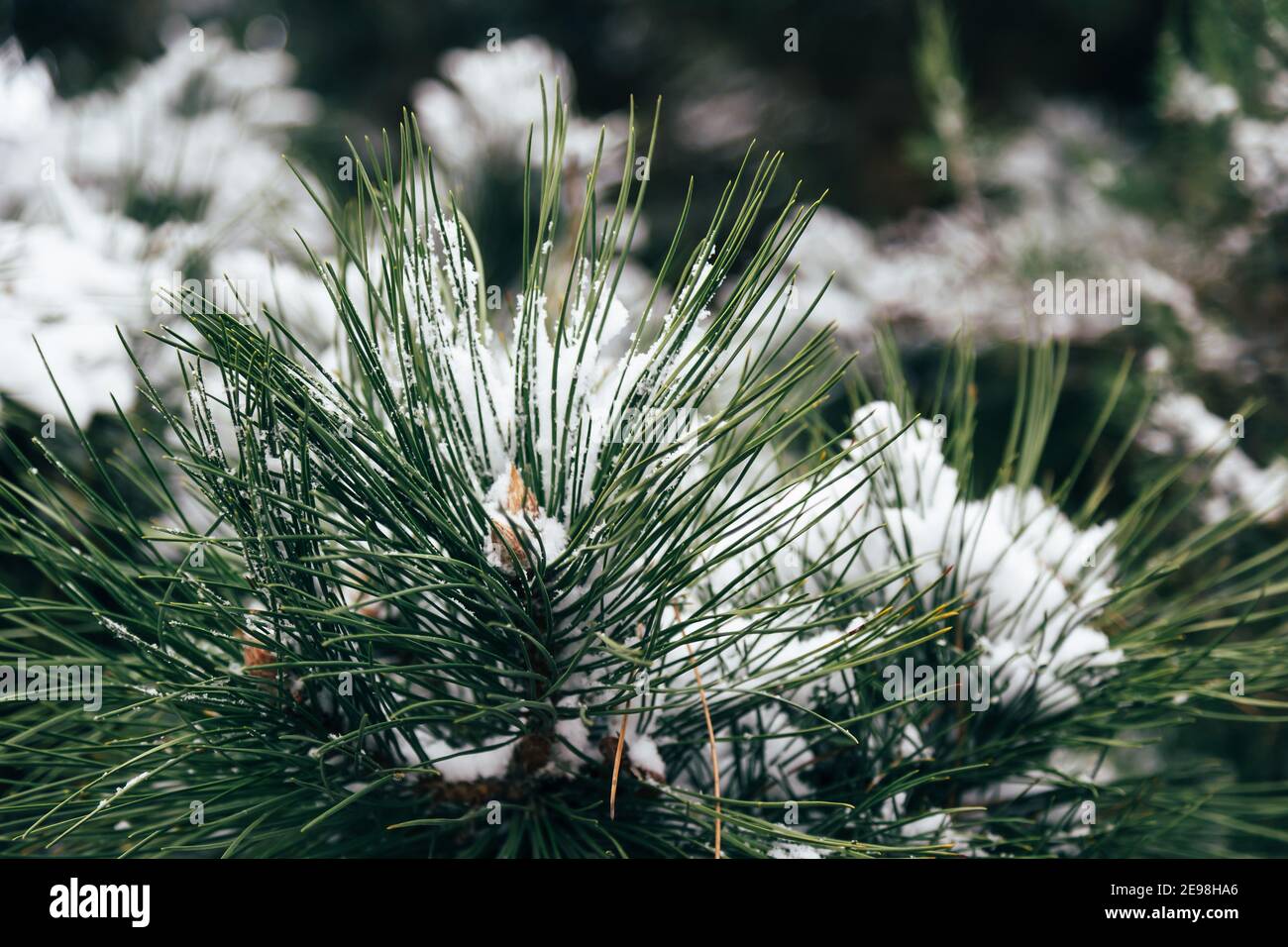 Covered In Needles High Resolution Stock Photography and Images - Alamy