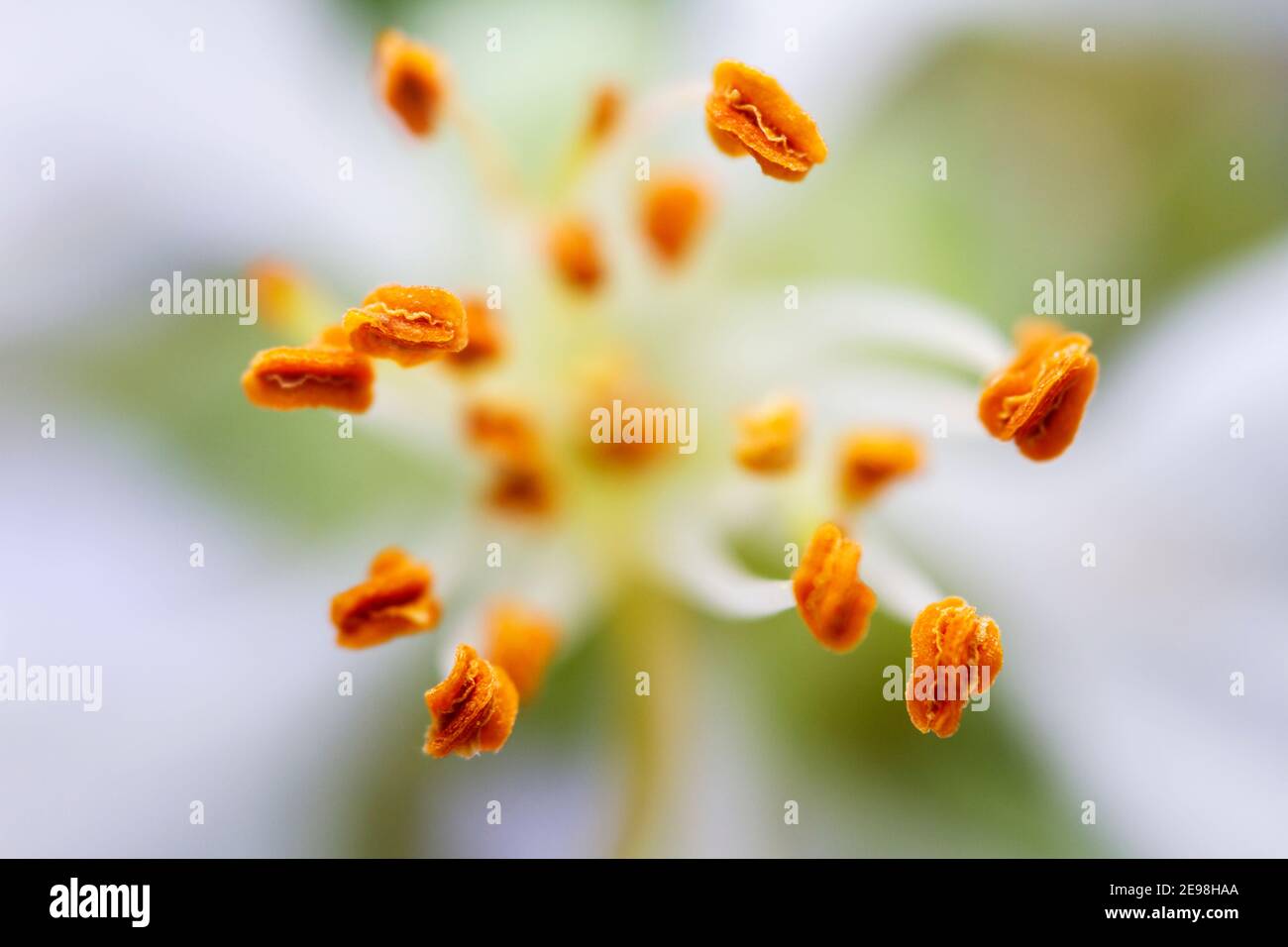 Apple stamen hi-res stock photography and images - Alamy