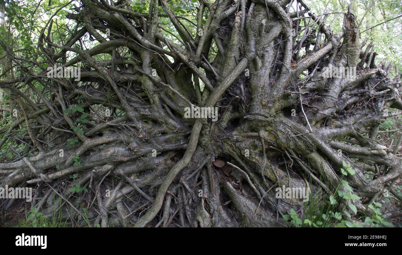 Exposed tree roots in natural hi-res stock photography and images - Alamy